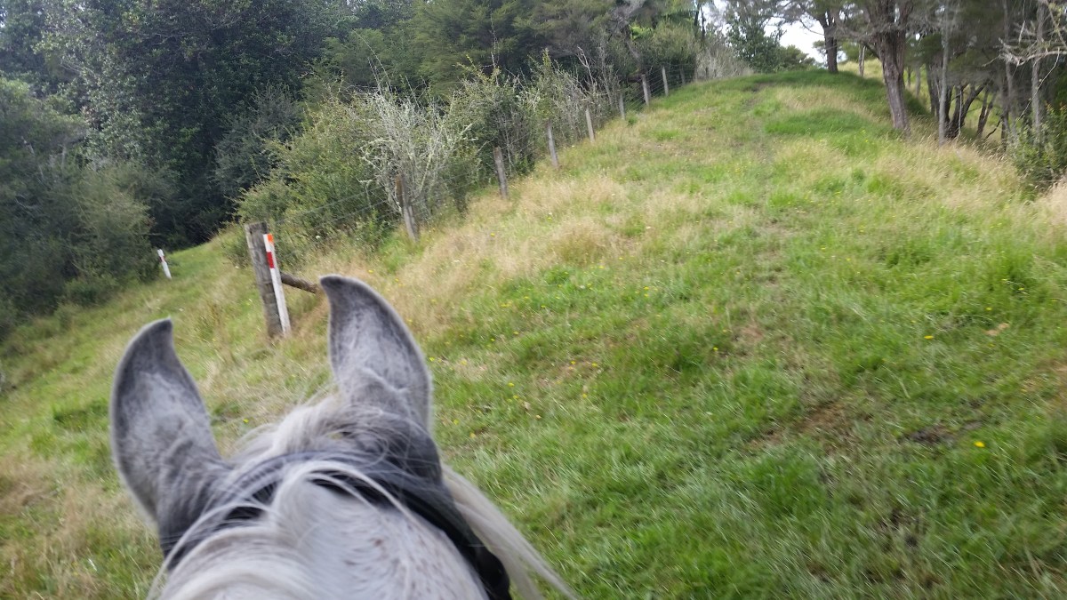 The Endurance rider, an ode – The Contrarian